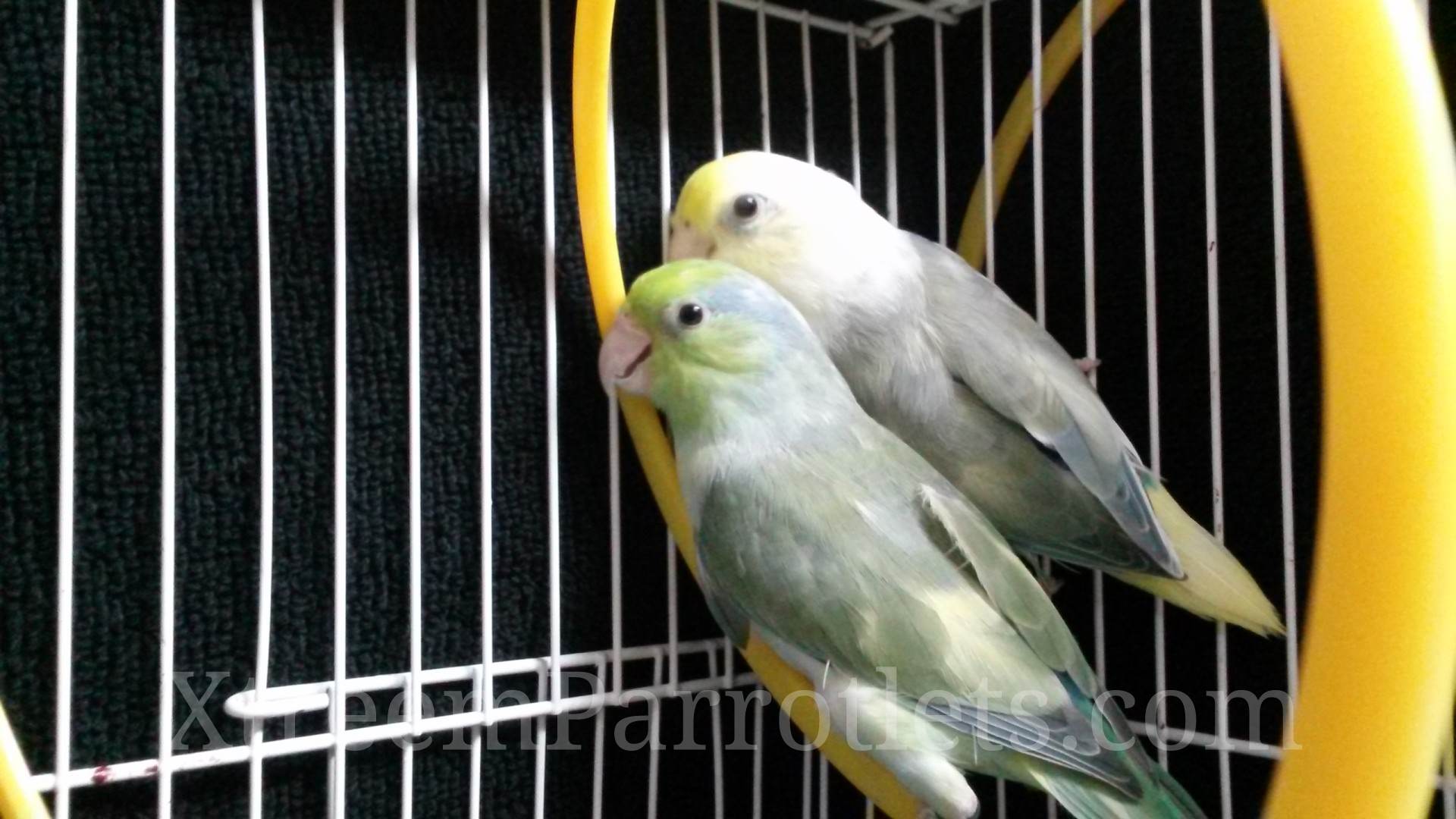 Pair of Rare Turquoise Pied Parrotlet - Xtreem Parrotlets