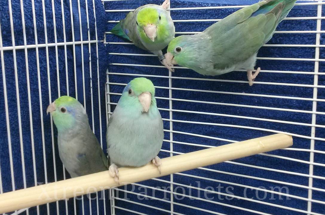 Beautiful Green Head Parrotlets - Xtreem Parrotlets