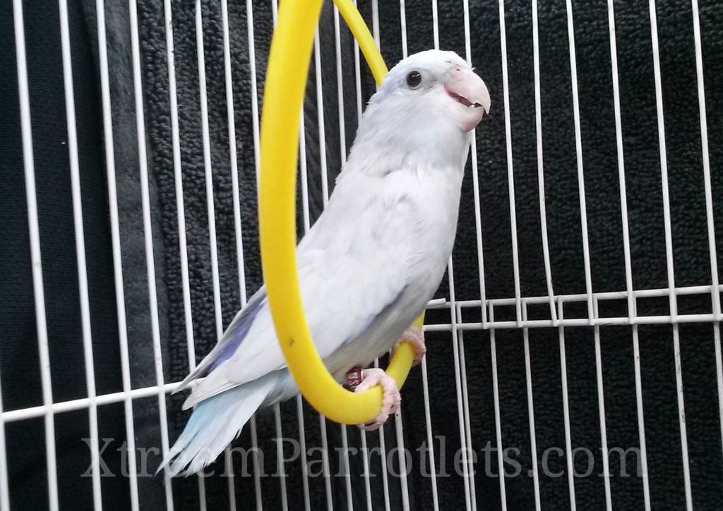 beautiful-white-parrotlet - Xtreem Parrotlets