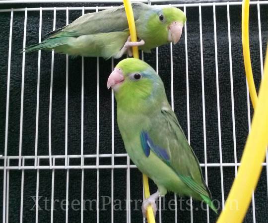 green-male-parrotlet-for-sale - Xtreem Parrotlets