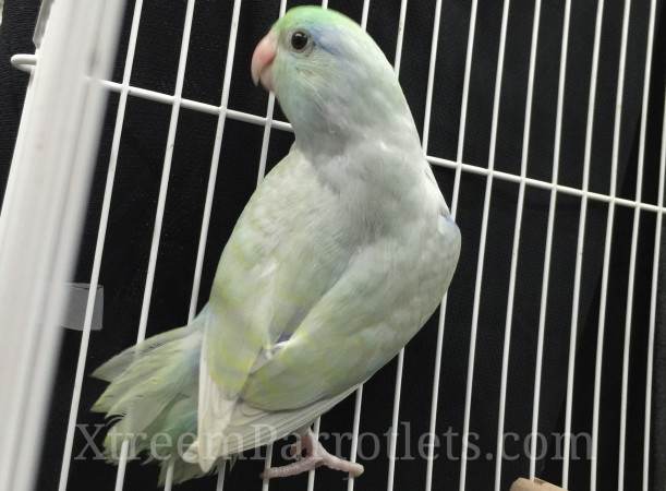 Rare Dilute Turquoise Female - Xtreem Parrotlets