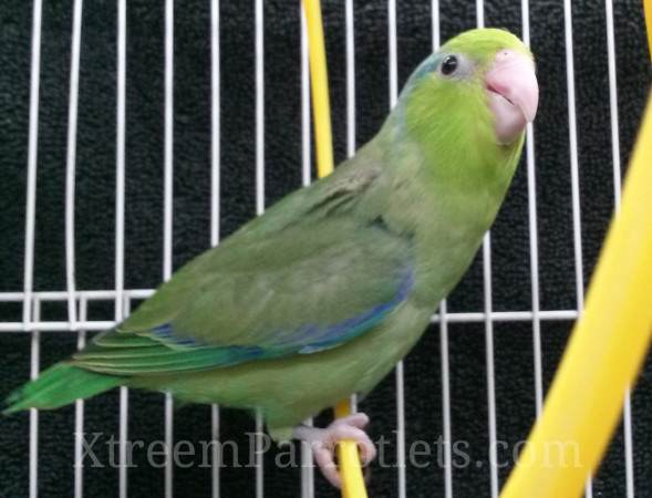 green-parrotlet-mates - Xtreem Parrotlets