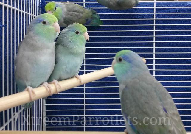 green-head-parrotlets - Xtreem Parrotlets