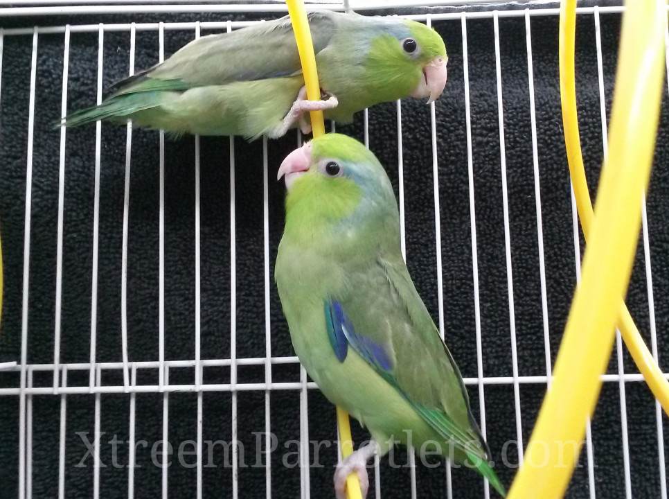 male-and-female-green-parrotlet - Xtreem Parrotlets