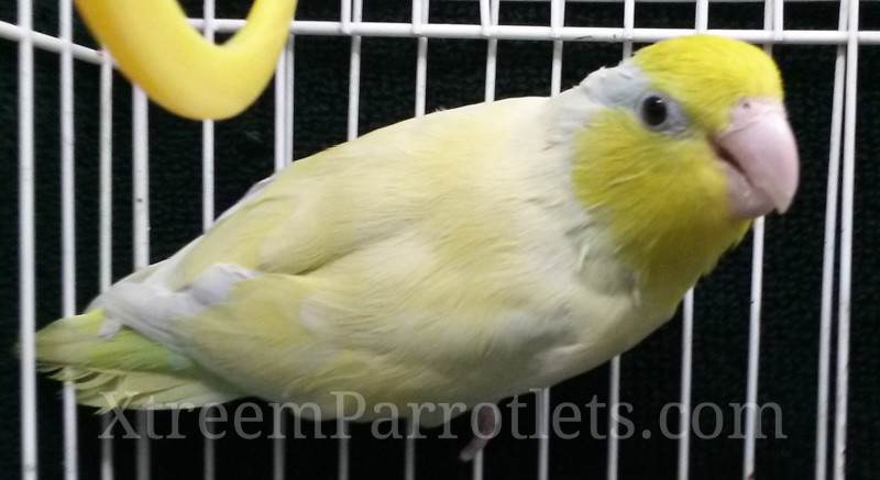 rare-dilute-turquoise-birds - Xtreem Parrotlets