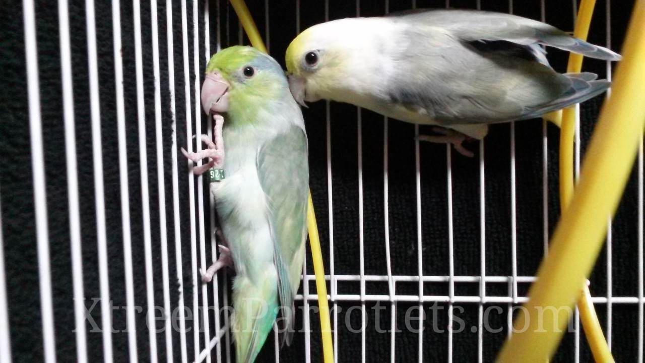 Rare Turquoise Pied Pair Parrotlet - Xtreem Parrotlets