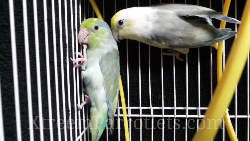 Pair of Rare Turquoise Pied Parrotlet - Xtreem Parrotlets