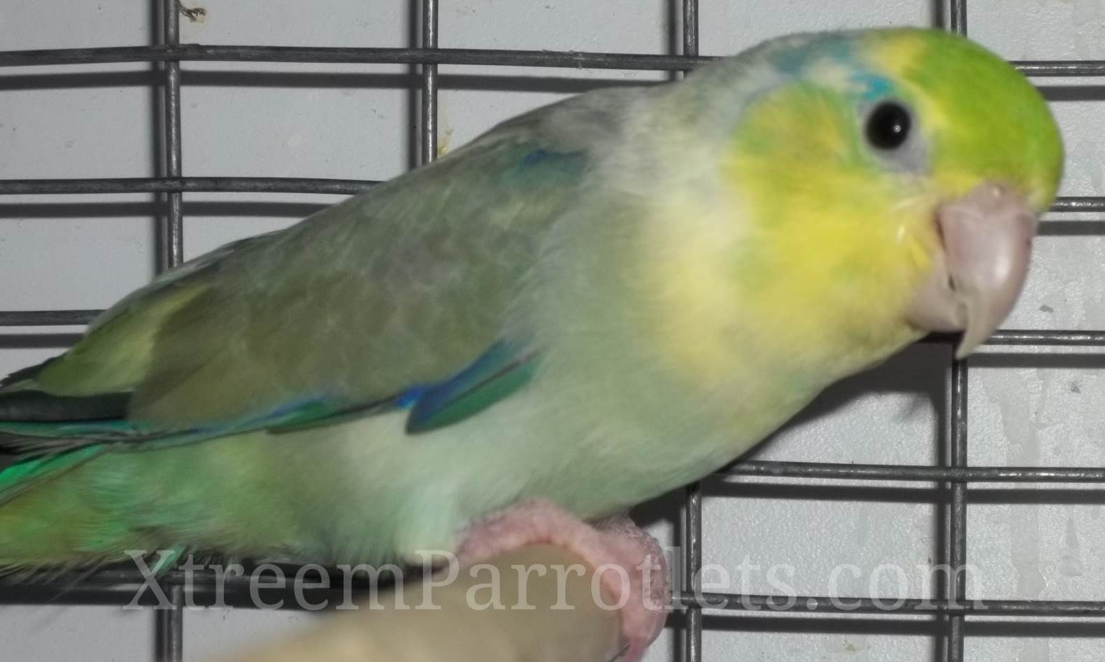 turq-pied-parrotlet - Xtreem Parrotlets
