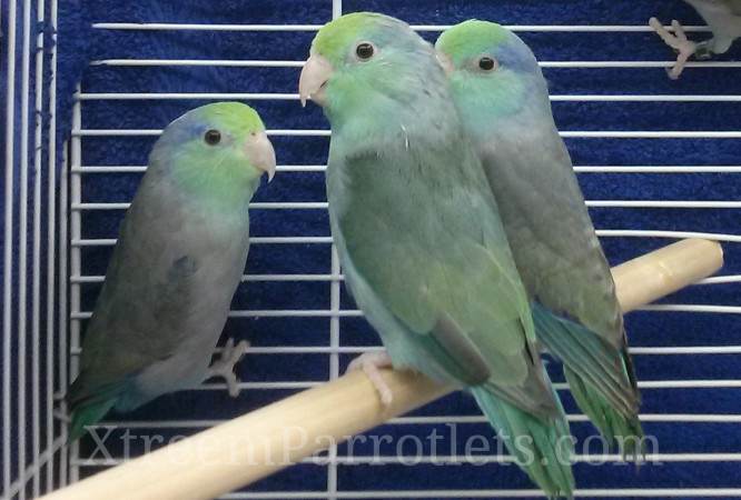yellow-fallow-parrotlet-for-sale - Xtreem Parrotlets