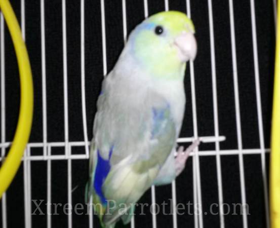 blue-pieds - Xtreem Parrotlets
