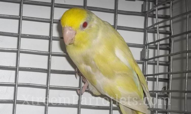 Turquoise Yellow Marbled Pied Parrotlet - Xtreem Parrotlets