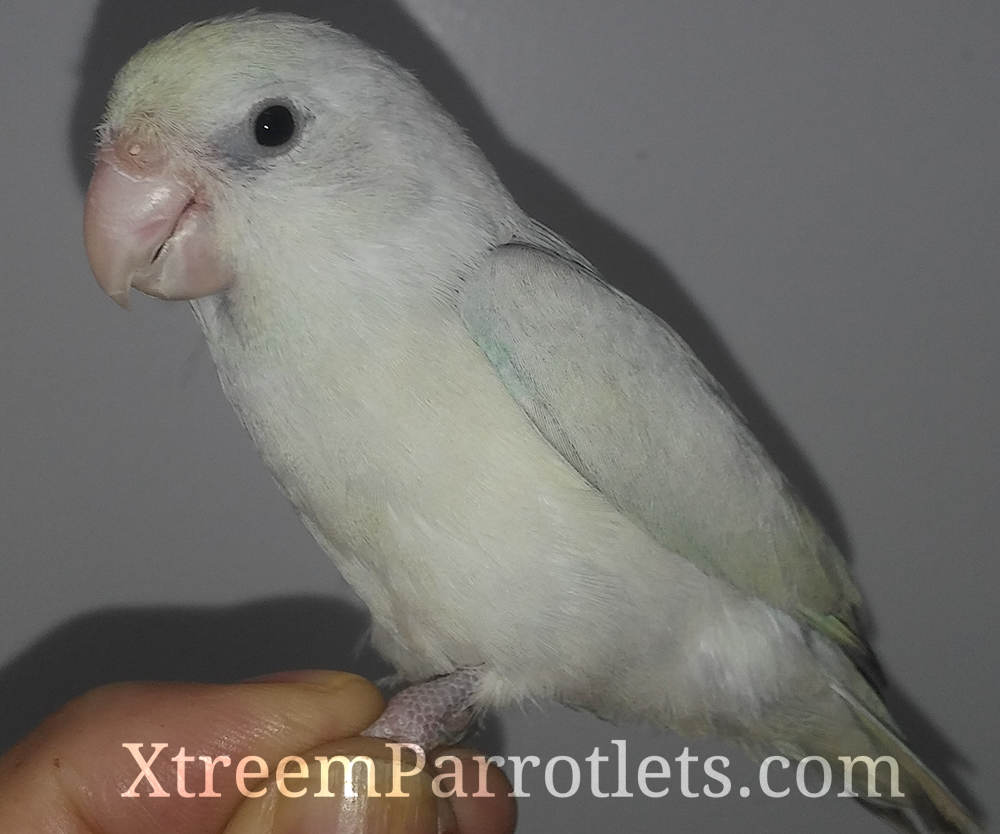 white-turquoise-pastel-parrotlet-1 - Xtreem Parrotlets