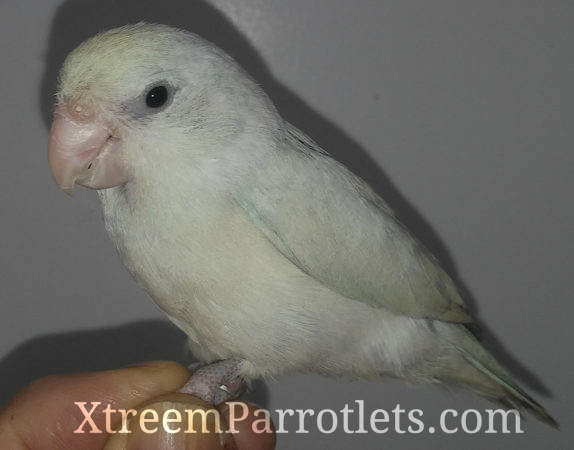 White Turquoise Pastel - Xtreem Parrotlets