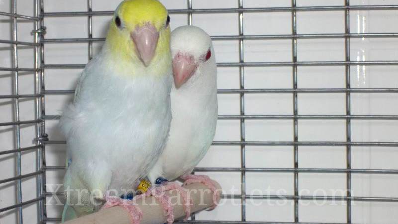 Rare White Fallow Turquoise Pied - Xtreem Parrotlets