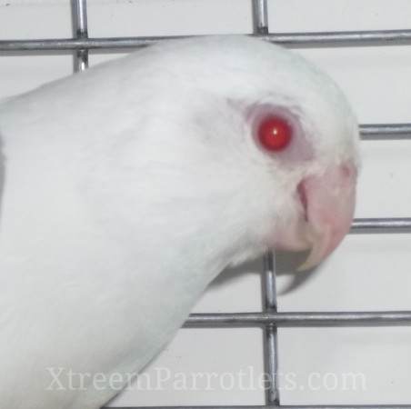 Blue Fallow Turquoise Pied Rare Mutations - Xtreem Parrotlets