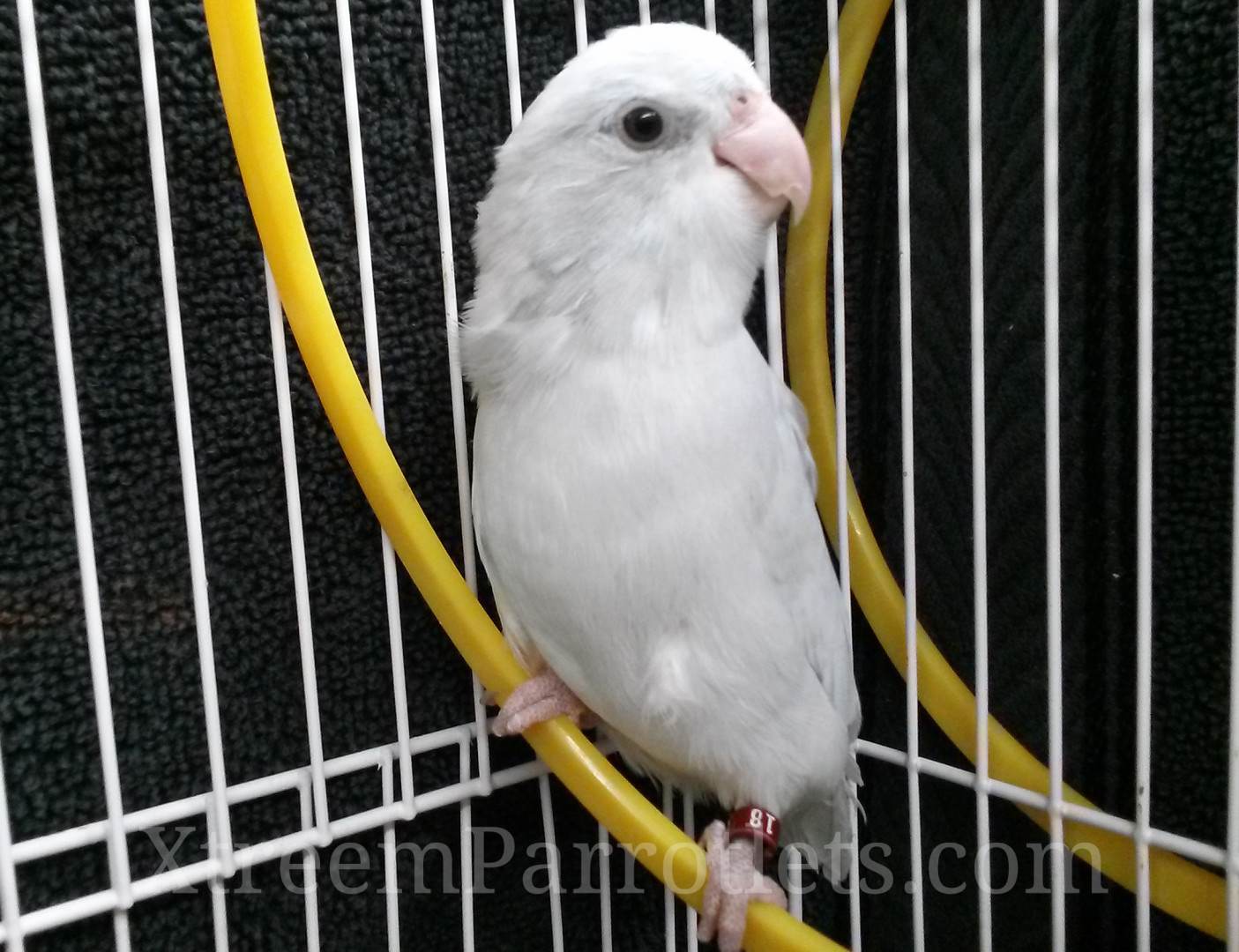 Other Parrotlets