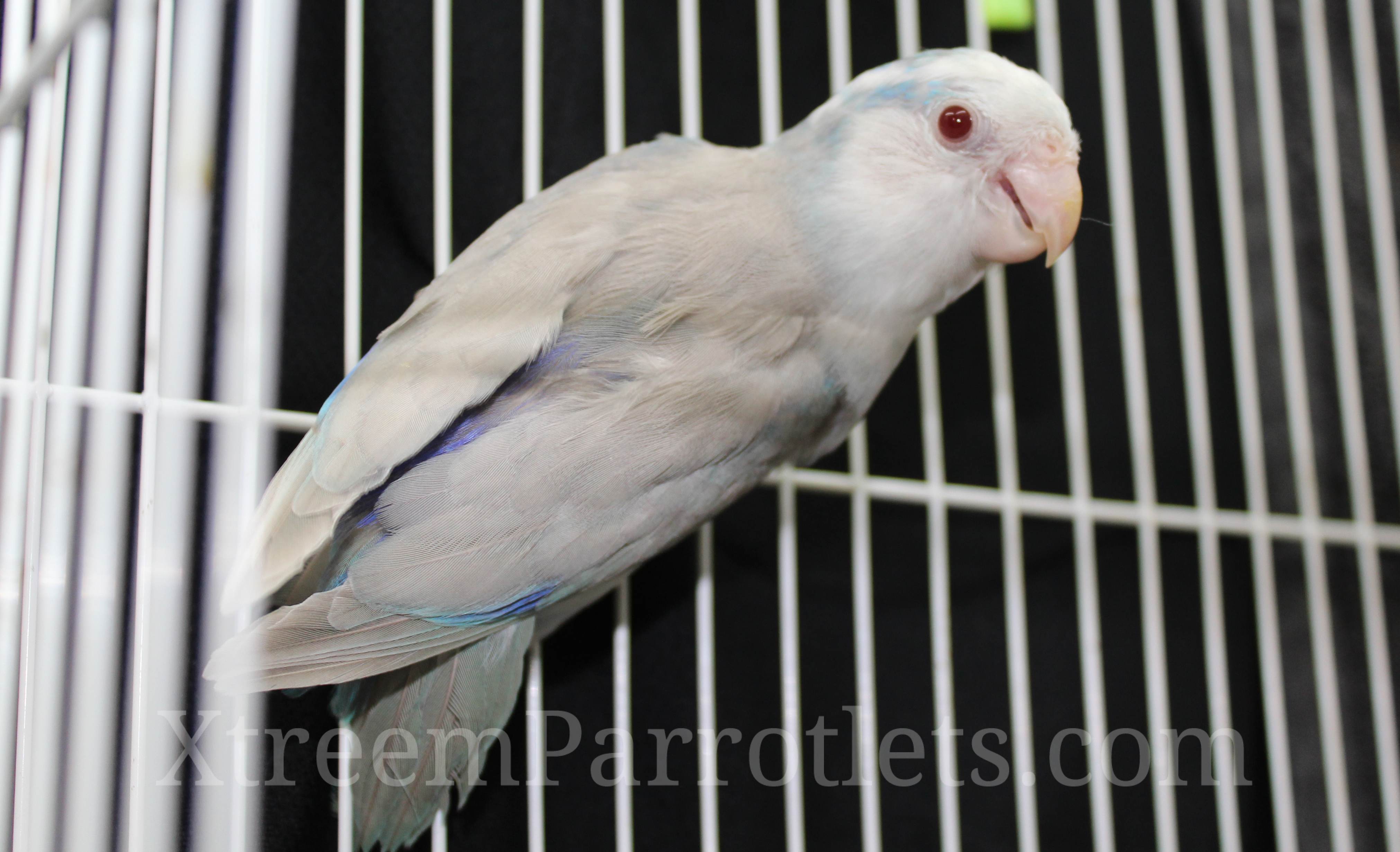 Blue Fallow Pied Parrotlet - Xtreem Parrotlets