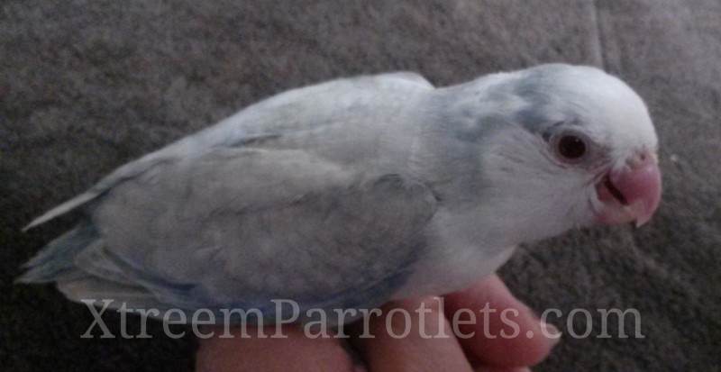 blue-fallow-pied-misty-EF-parrotlet-female8 - Xtreem Parrotlets