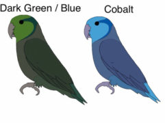 Dark Factor Parrotlets